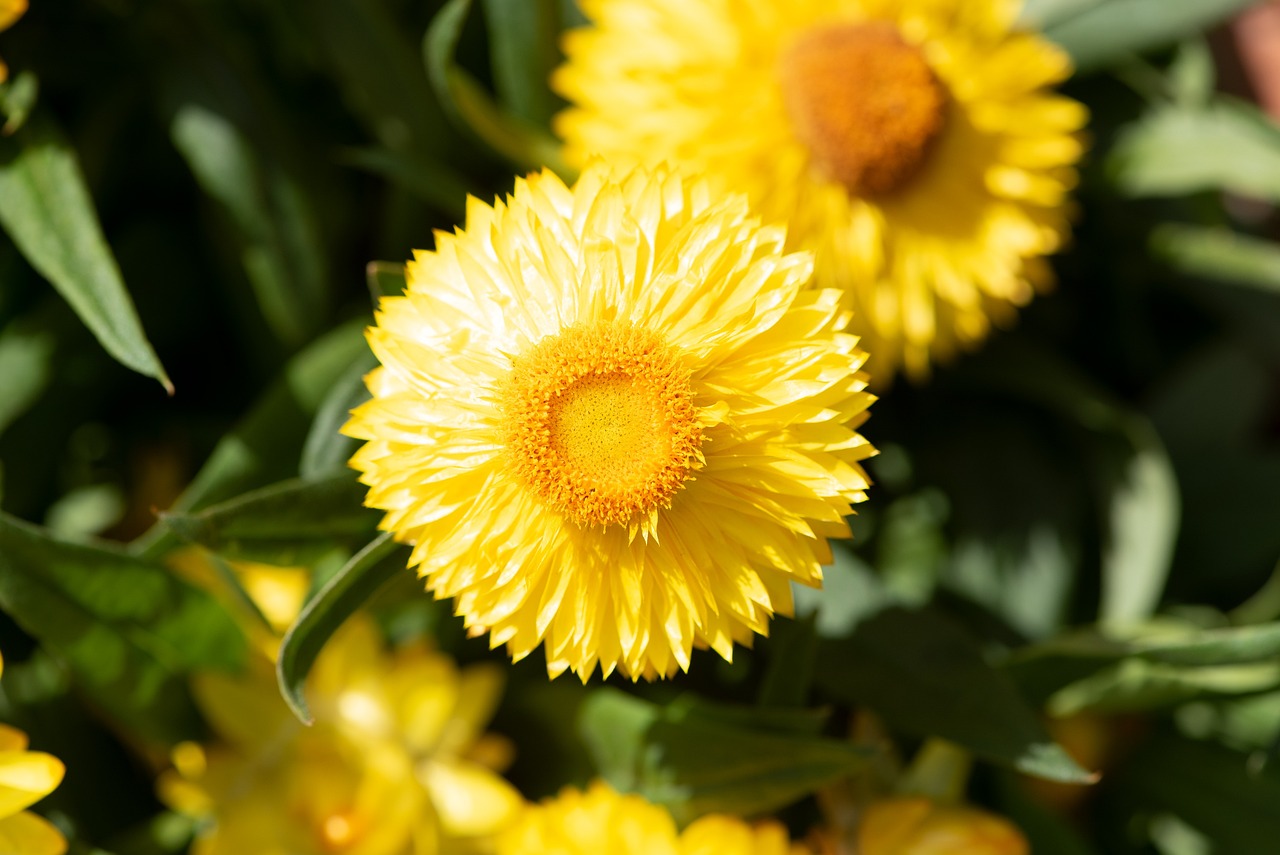 9 Amazing Flowers of the Wild Coast | Wild Coast Horses