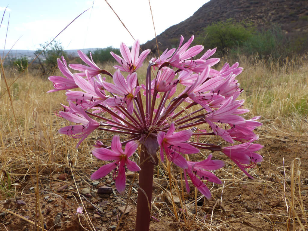 9 Amazing Flowers of the Wild Coast | Wild Coast Horses